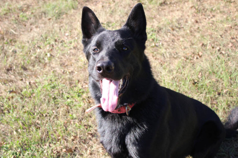 Retired Dog – Triple S German Shepherds