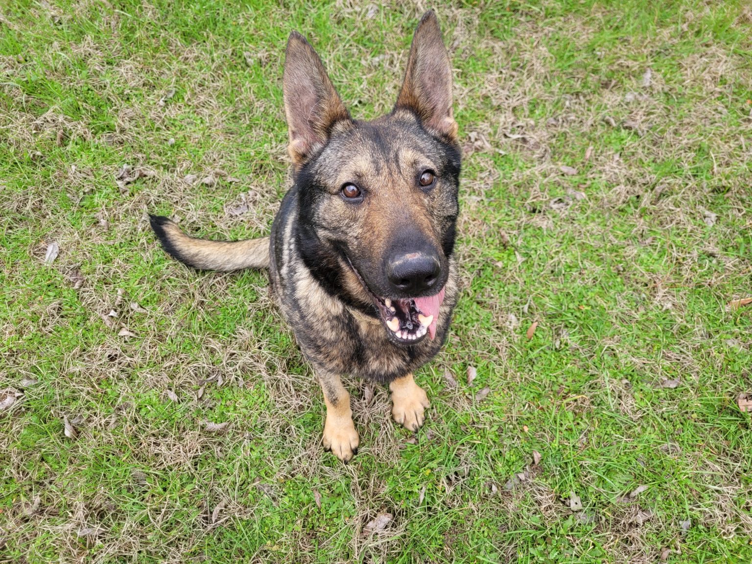 Masha – Triple S German Shepherds