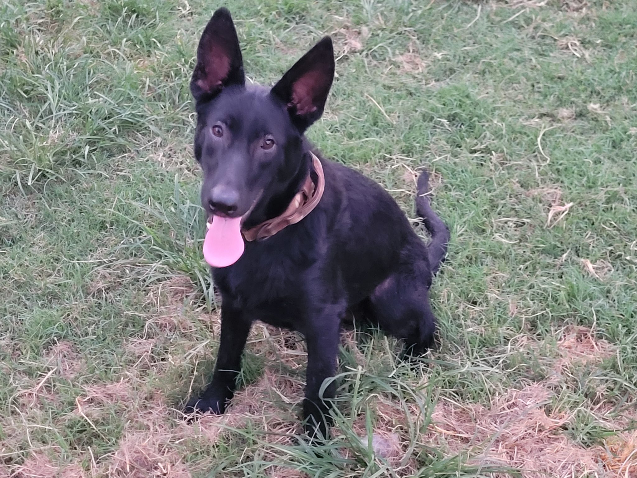 Retired Dog – Triple S German Shepherds