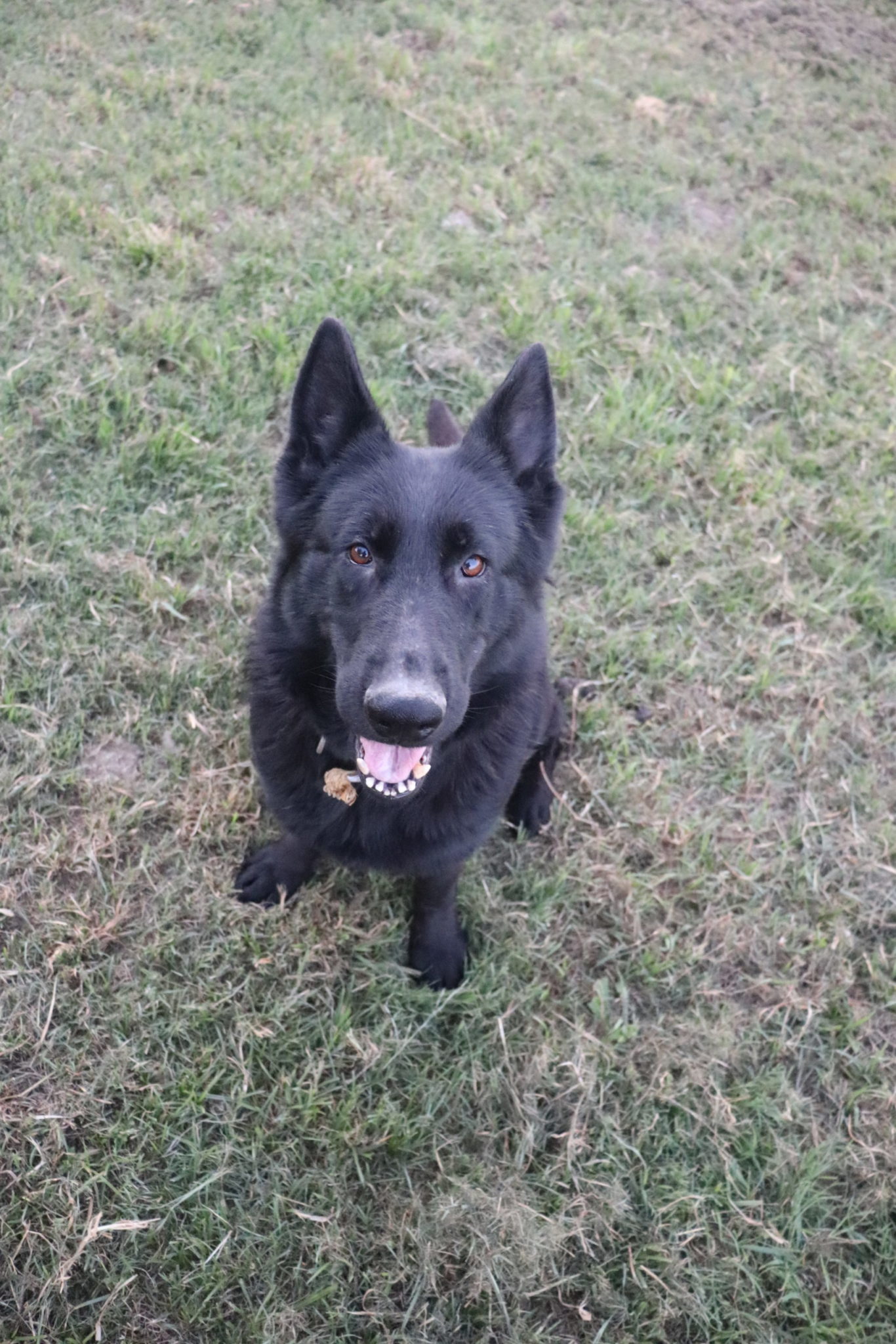 Female – Triple S German Shepherds
